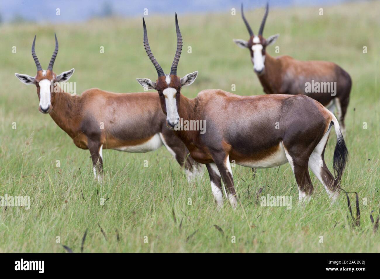 Blesbok