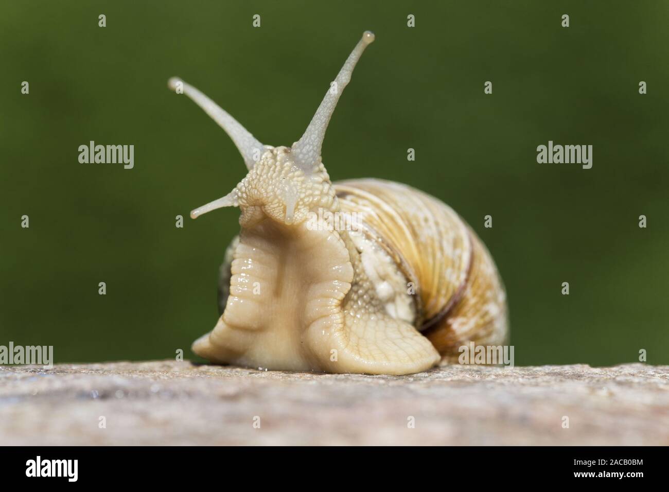 Snail, (Helix pomatia), Edible Snail Stock Photo - Alamy