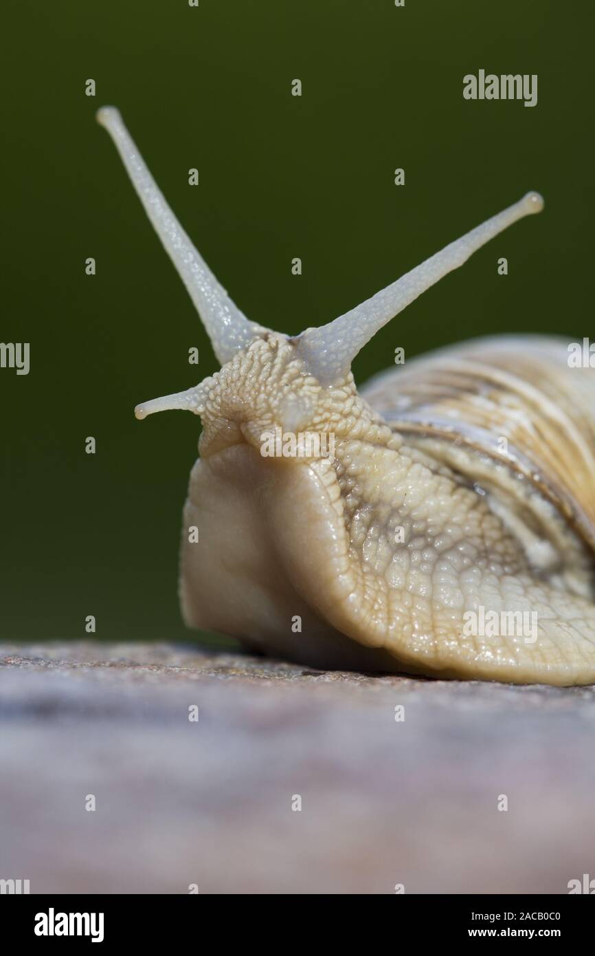 Snail, (Helix pomatia), Edible Snail Stock Photo - Alamy