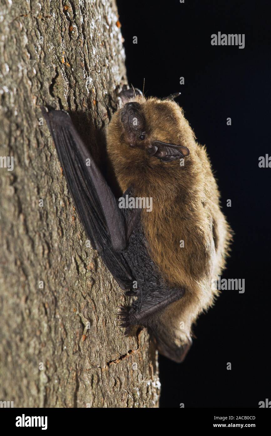 Dwarf bat (Pipistrellus pipistrellus), Common Pipistrelle Stock Photo ...