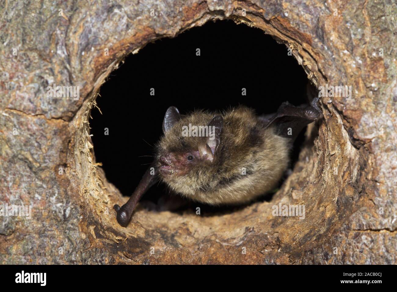 Dwarf bat (Pipistrellus pipistrellus), Common Pipistrelle Stock Photo ...