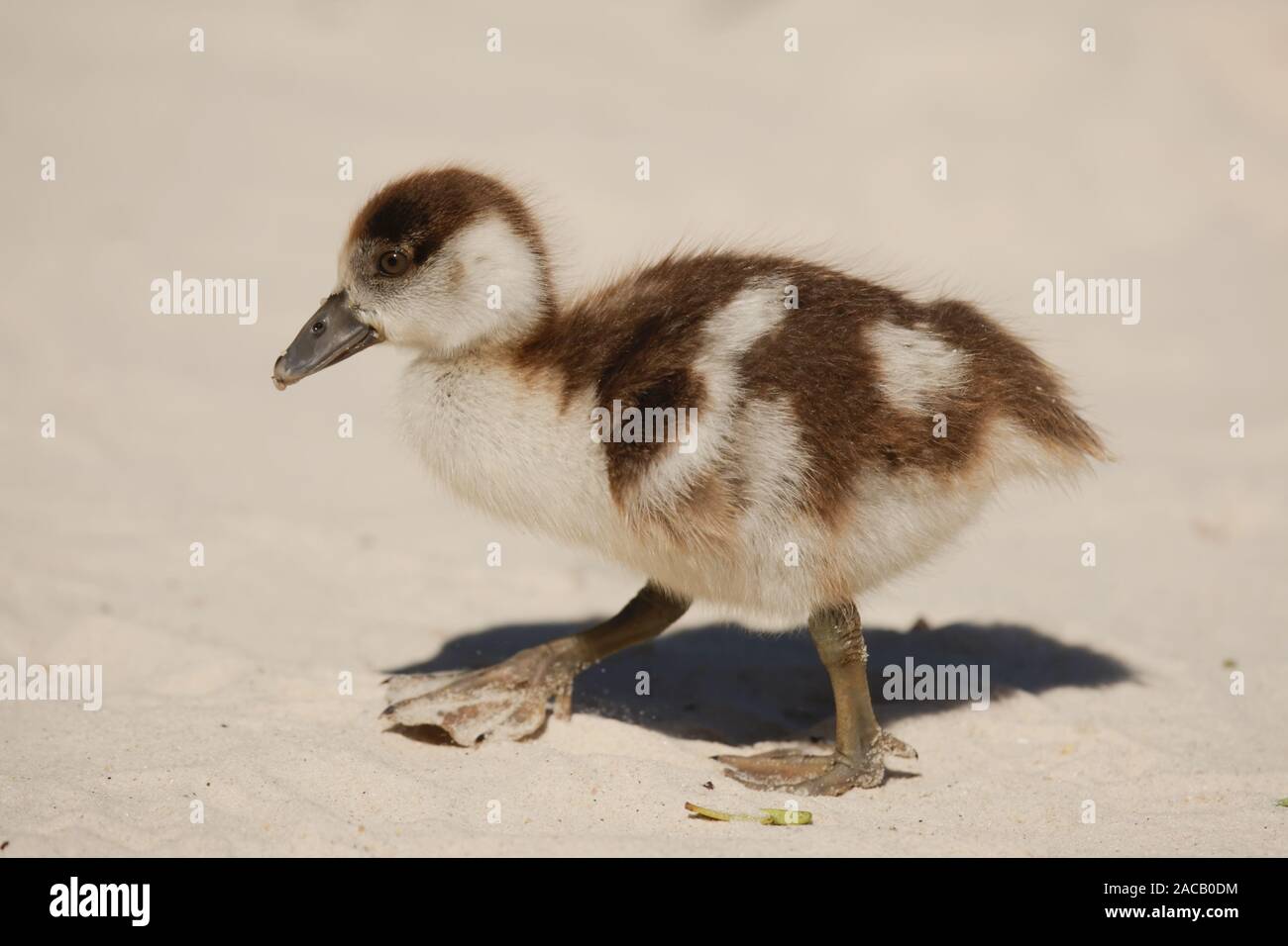 Canada goose with chicks hi-res stock photography and images - Alamy