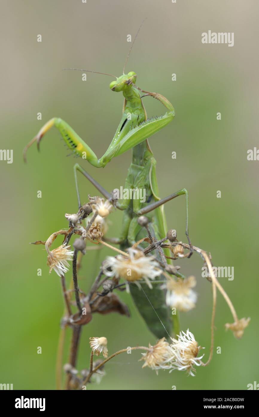 European praying mantis (Mantis religiosa)4.jpg Stock Photo - Alamy