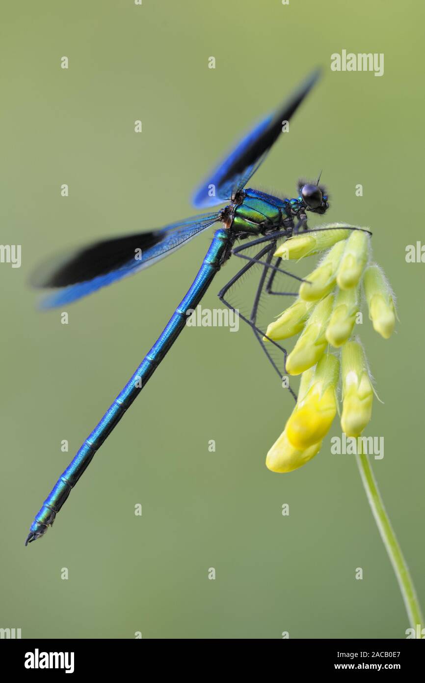 Banded dragonfly, Calopteryx splendens Stock Photo - Alamy