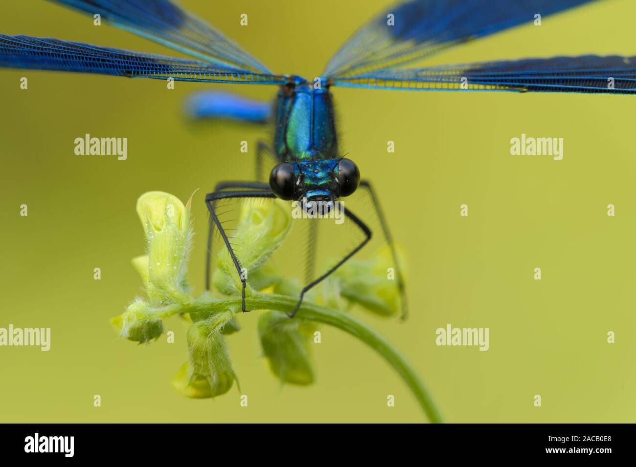 Banded dragonfly, Calopteryx splendens Stock Photo - Alamy