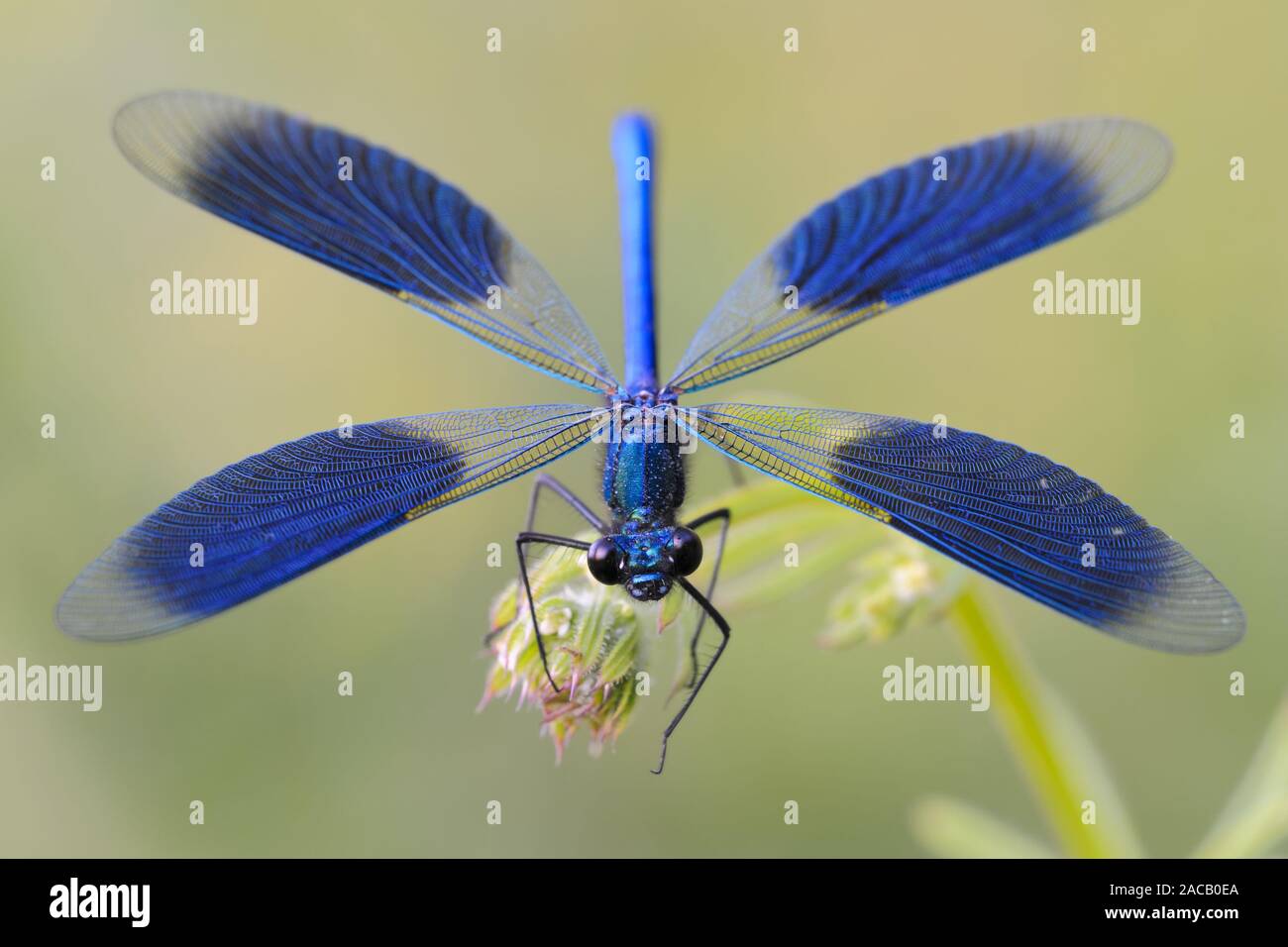 Banded dragonfly, Calopteryx splendens Stock Photo - Alamy