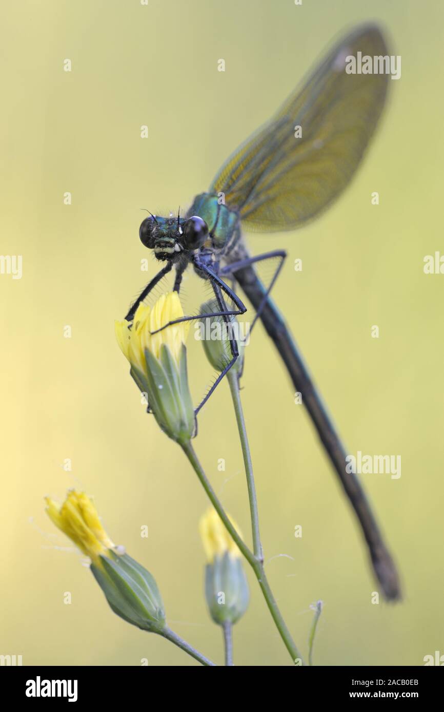 9 darter hi-res stock photography and images - Alamy