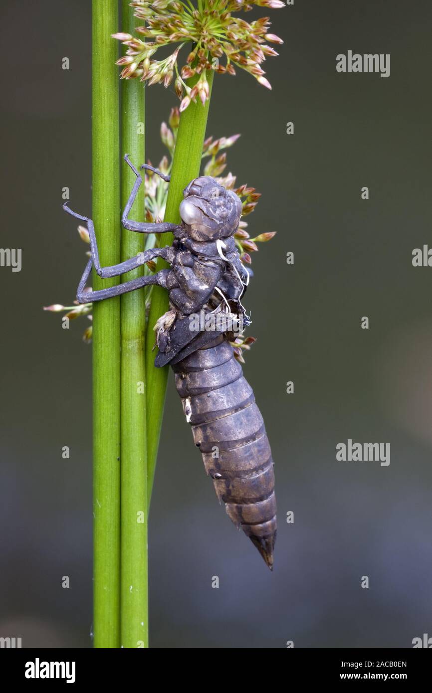 Larva shell (Exuvie Stock Photo - Alamy