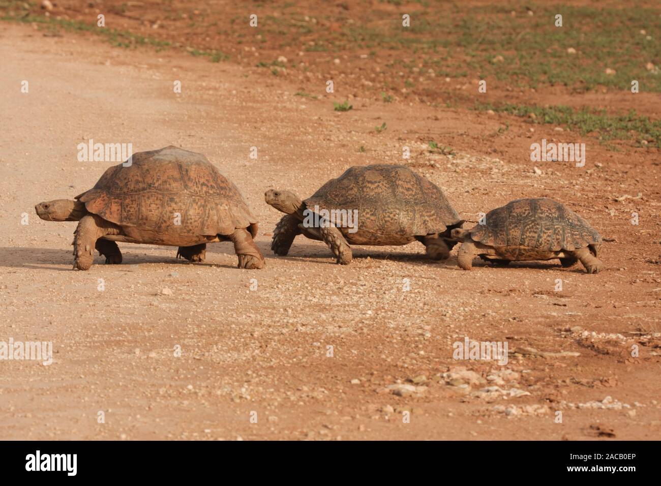 Leopard turtle, Kalahari, South Africa Stock Photo - Alamy