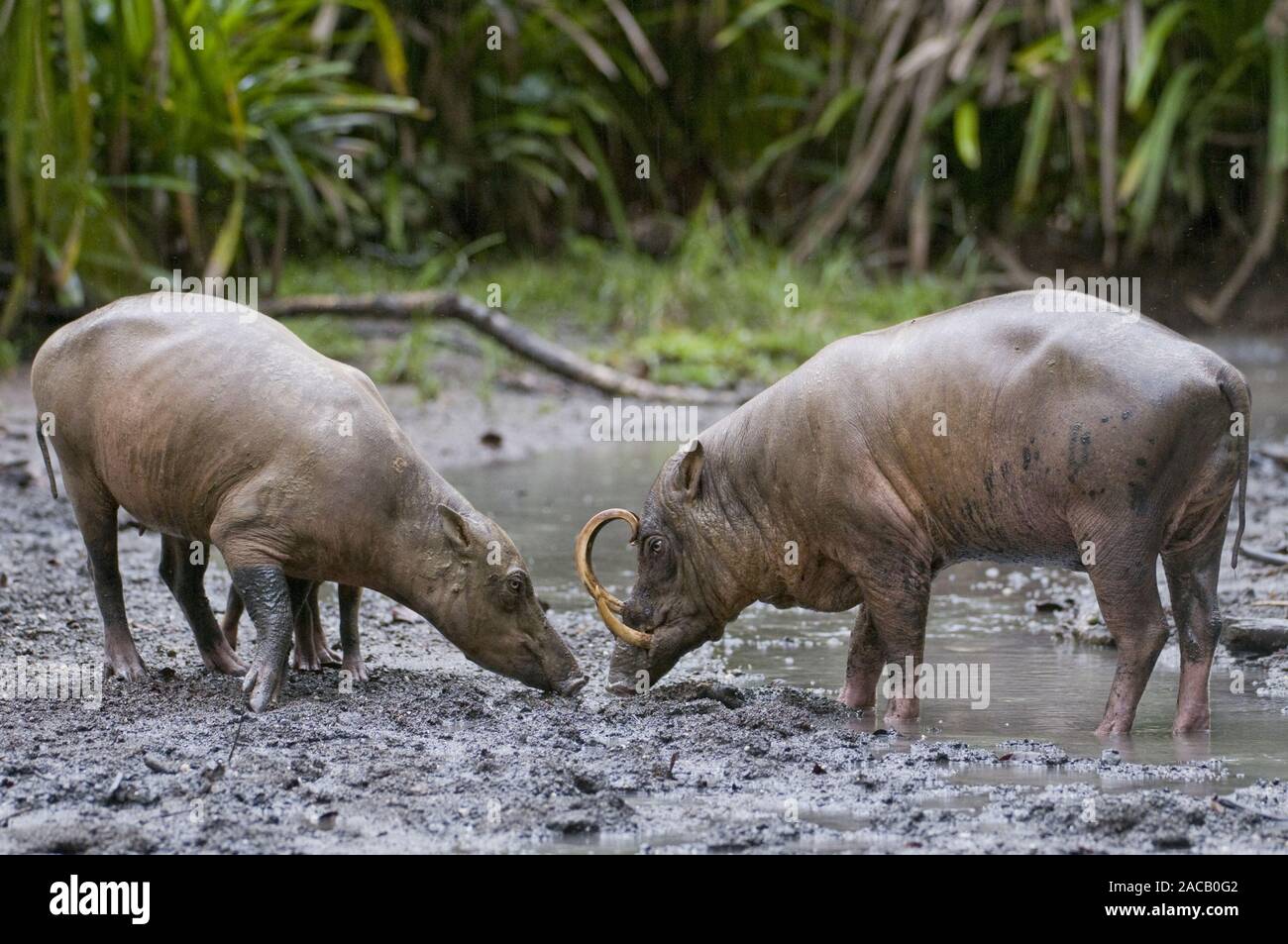 Deer boar males and females / Babirusa / Babyrousa celebens Stock Photo ...