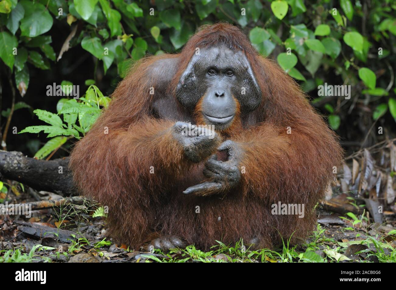 Borneo-Orang-Utan male / Orangutan / Pongo pygmaeus Stock Photo - Alamy