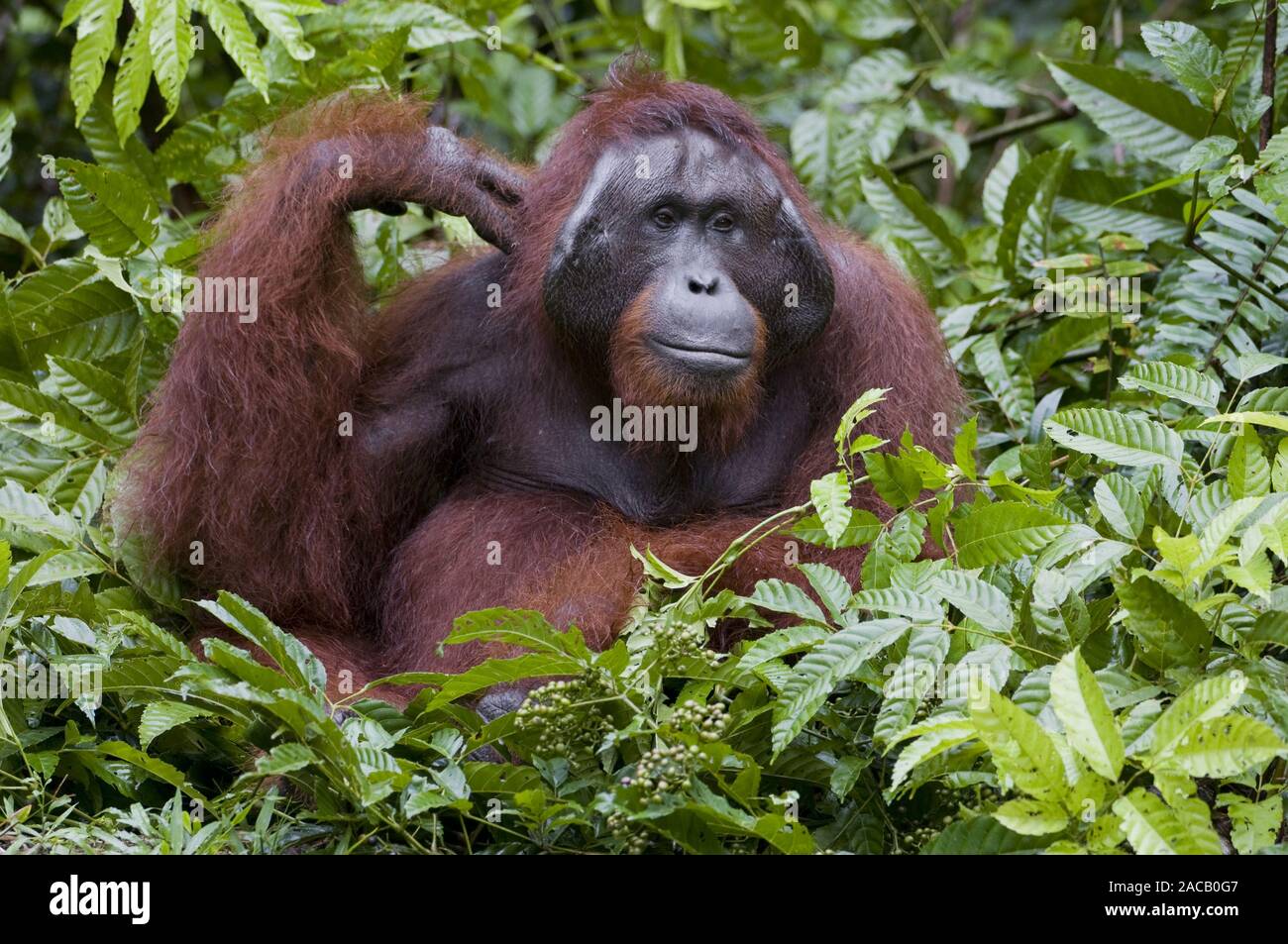 Borneo-Orang-Utan male / Orangutan male / Pongo pygmaeus Stock Photo ...