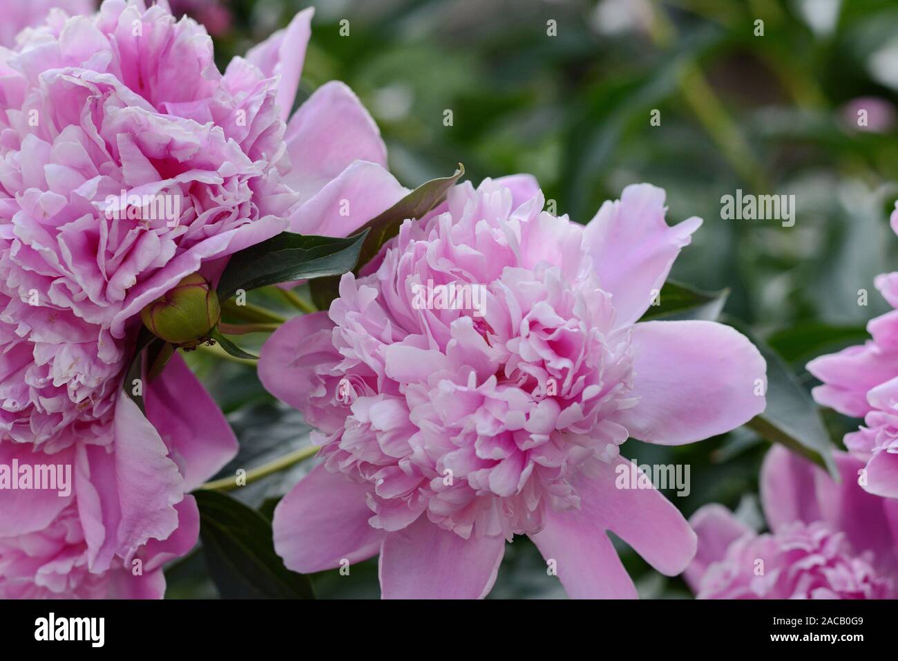 peony flower in the garden Stock Photo - Alamy