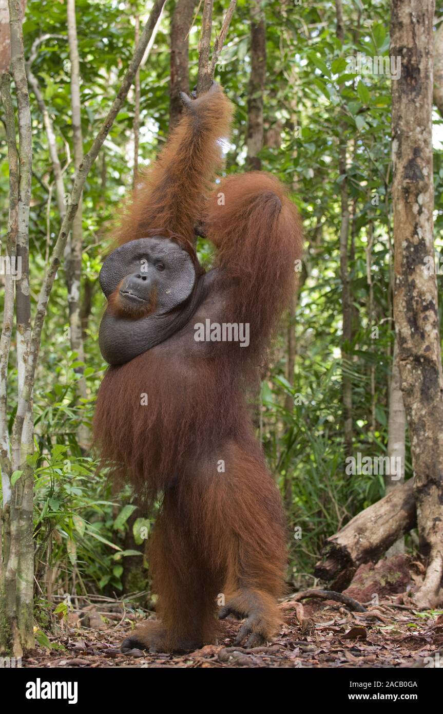 Bornean orangutans pongo pygmaeus hi-res stock photography and images ...