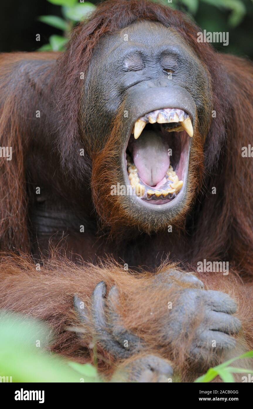 Orango del borneo hi-res stock photography and images - Alamy