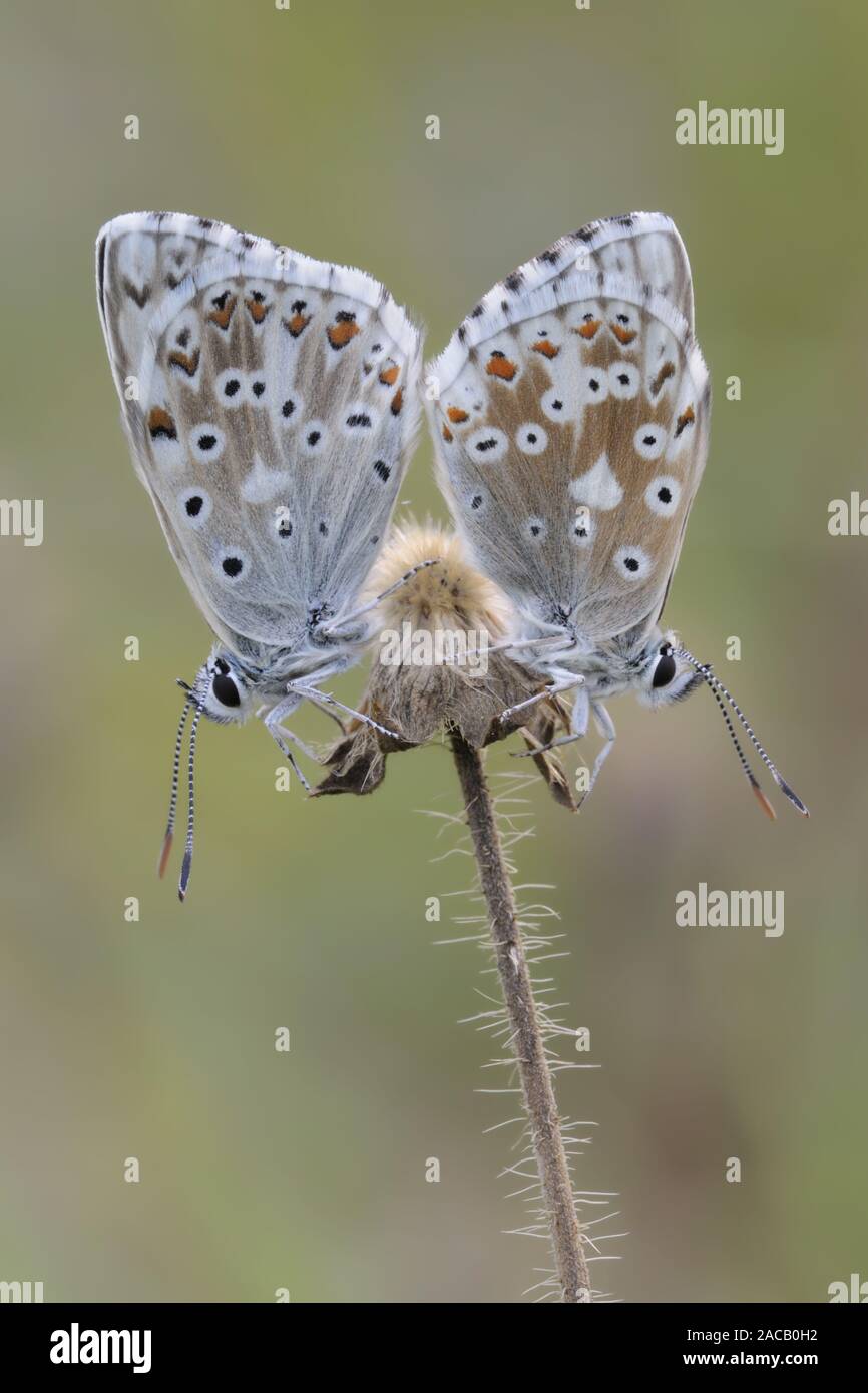 Silver green hi-res stock photography and images - Alamy