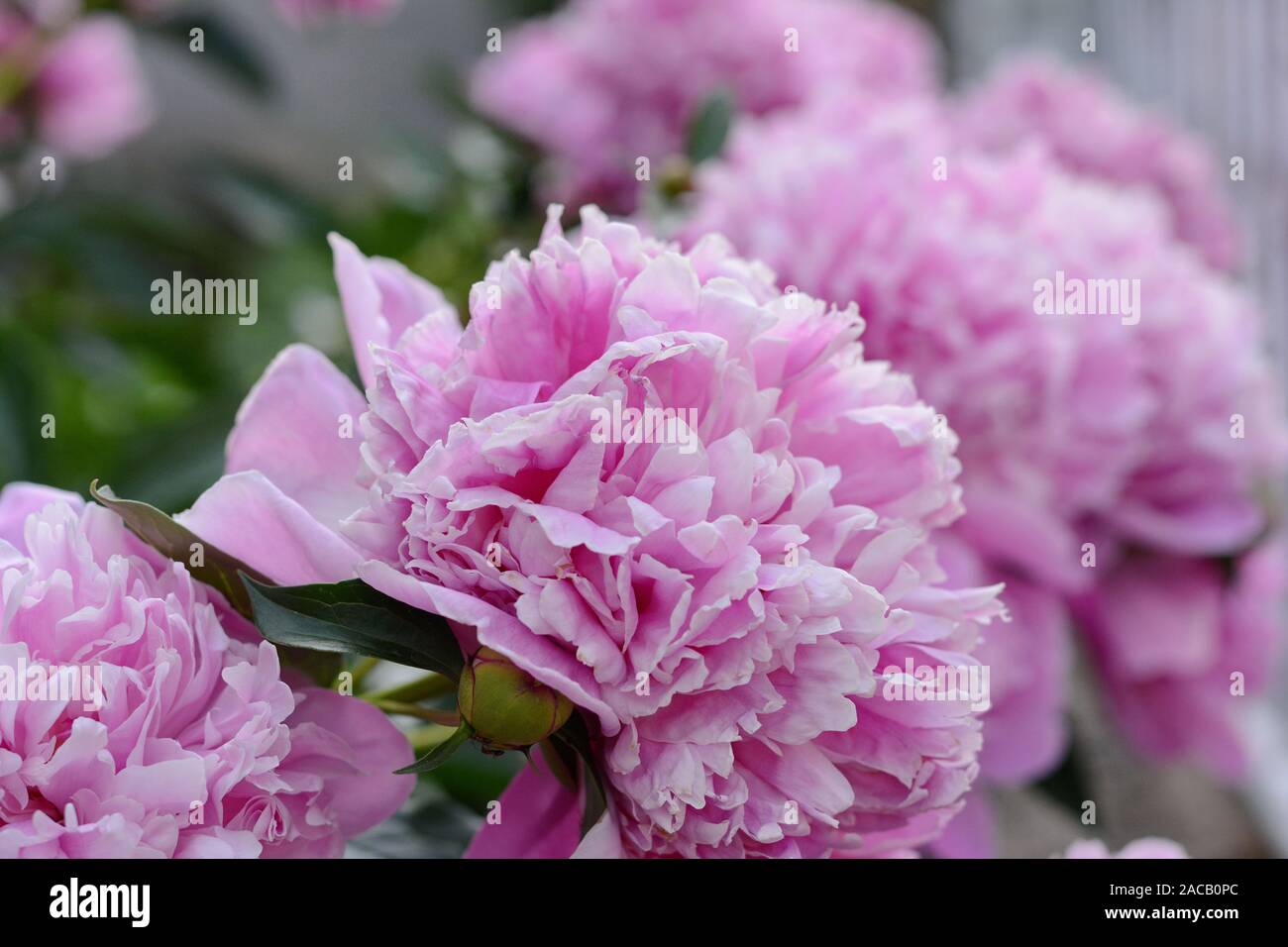 peony flower in the garden Stock Photo - Alamy