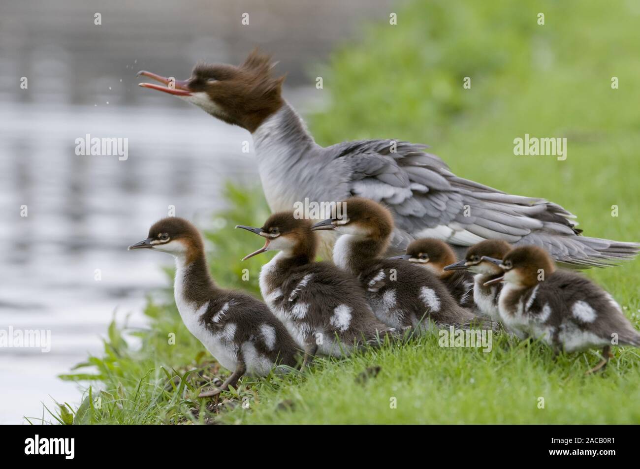 Goosander female with chicks / Common Merganser / Mergus mergan Stock ...