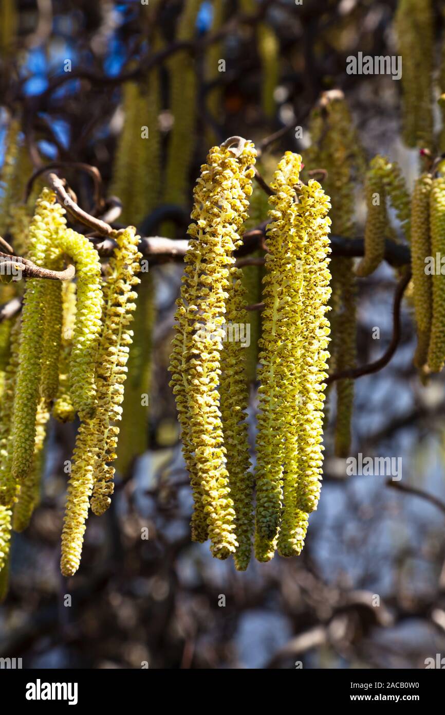 Flowers of a hazel in spring Stock Photo - Alamy
