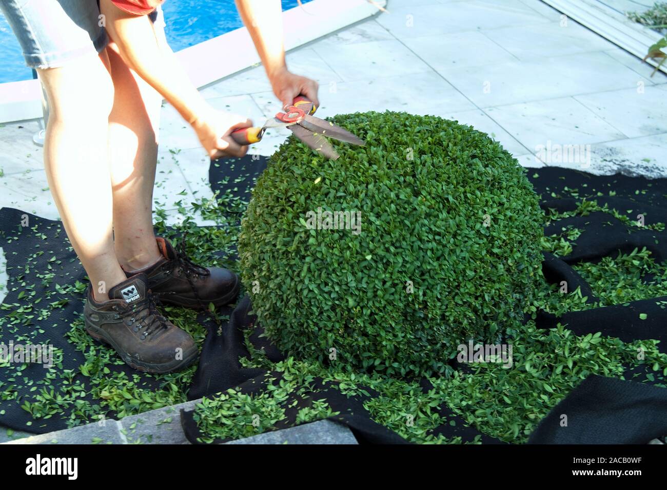 Buxus tree cut hi-res stock photography and images - Alamy