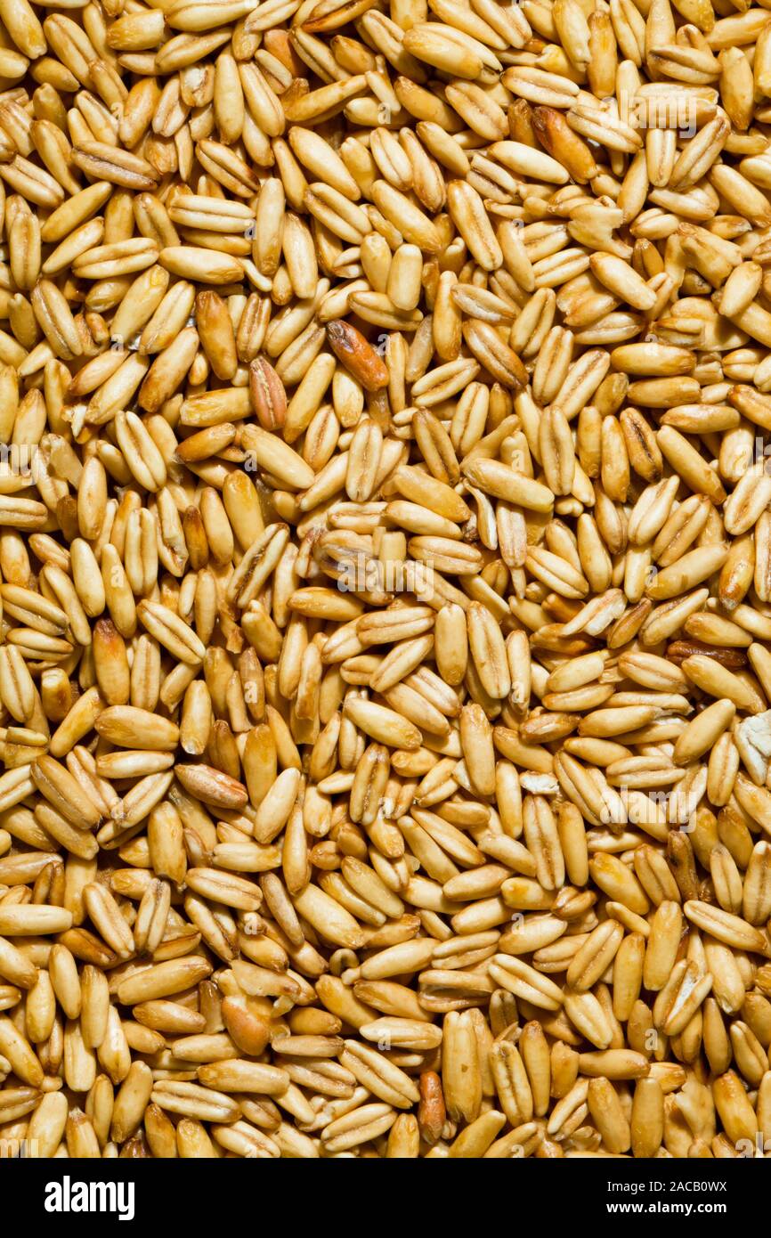 Grains of oat grain Stock Photo - Alamy