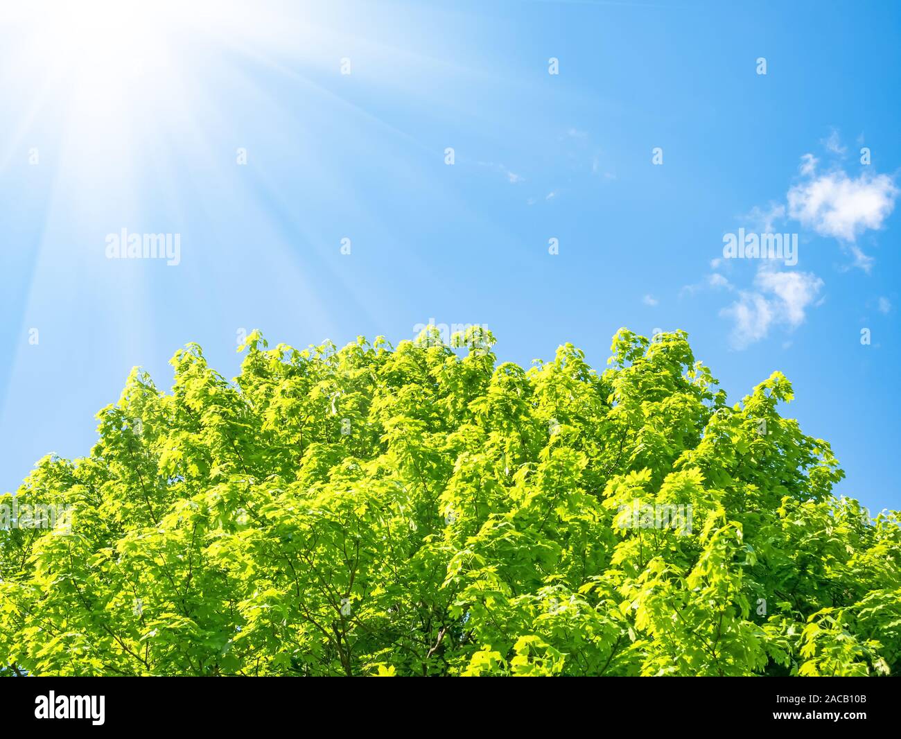 Maple tree against blue sky hi-res stock photography and images - Alamy