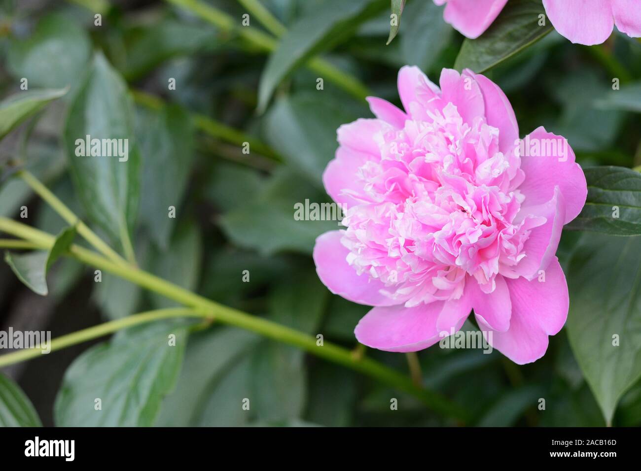 peony flower in the garden Stock Photo - Alamy