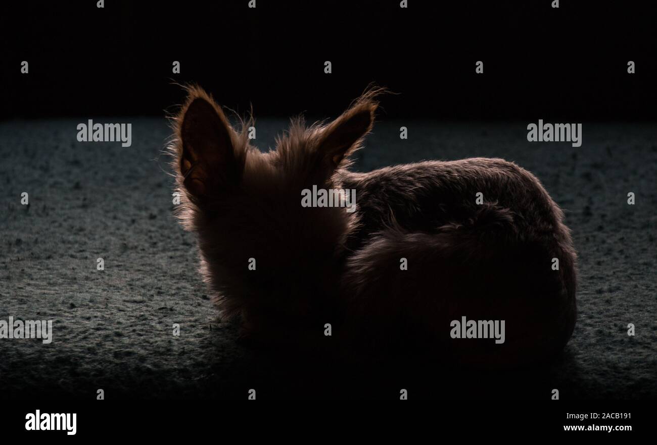 Natural rim lighting on a small dog lying indoors on a sofa image in ...