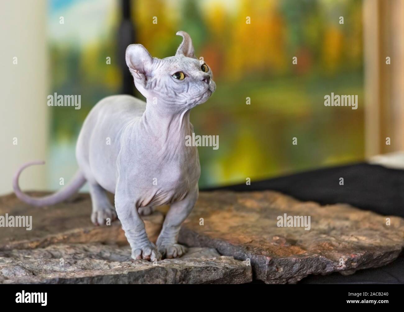 Cat sphinx studio hi-res stock photography and images - Alamy