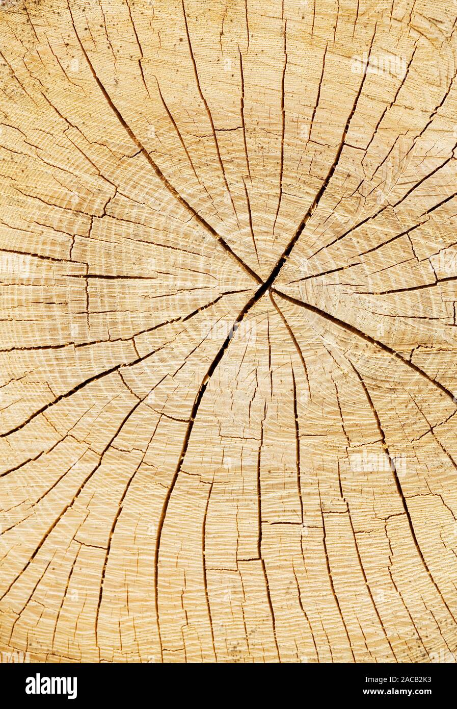 Truncated tree trunk Stock Photo - Alamy