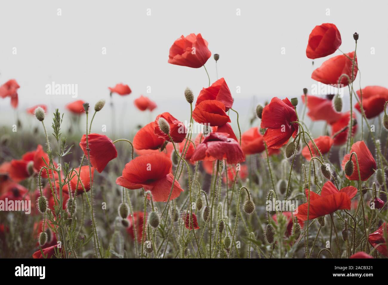 background of beautiful red poppy field. Provence, France. a poster ...