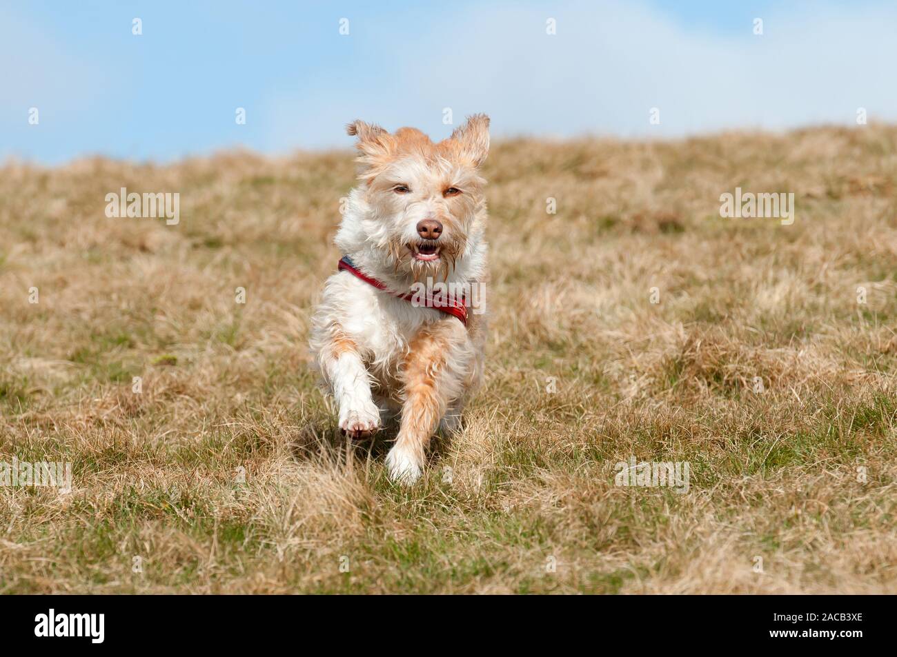 Half breed hi-res stock photography and images - Alamy