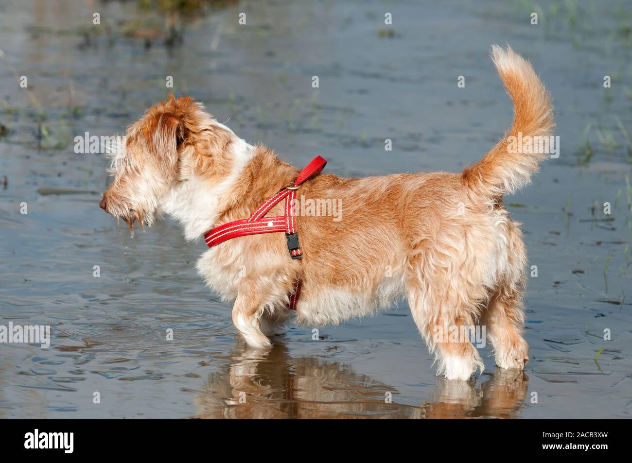 Halfbreed hi-res stock photography and images - Alamy