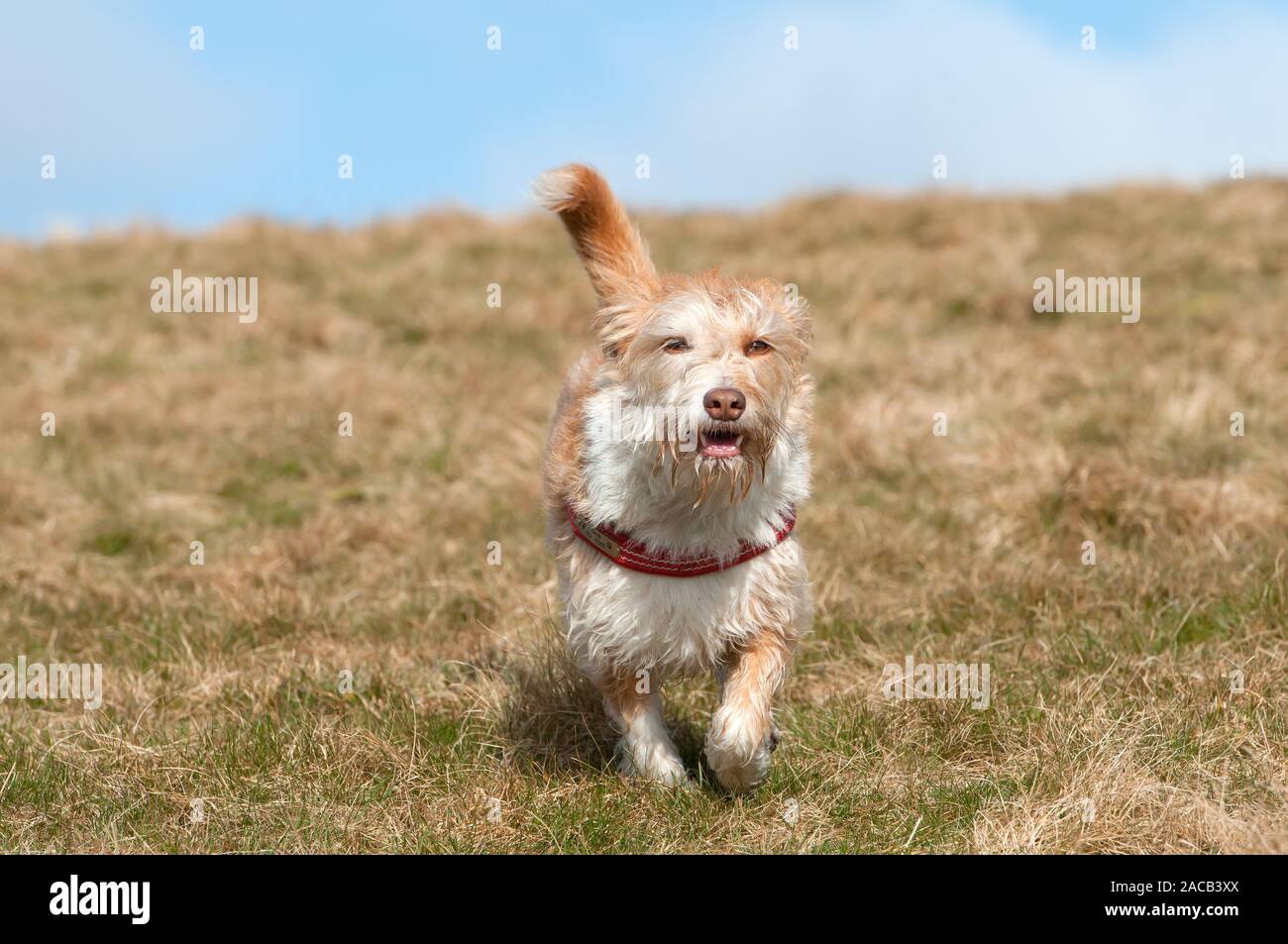 Halfbreed hi-res stock photography and images - Alamy
