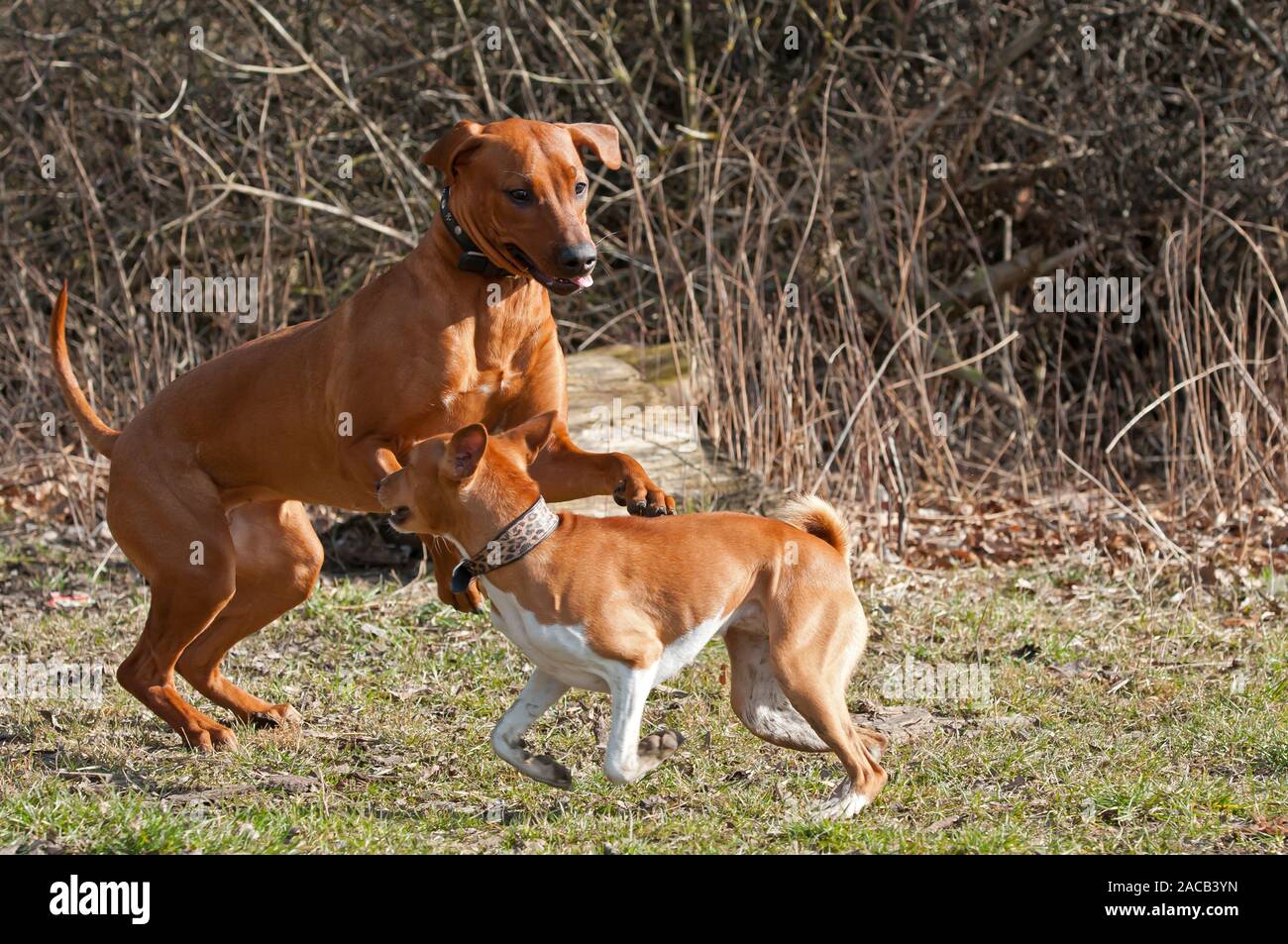 Rhodesian ridgebacks hi-res stock photography and images - Alamy