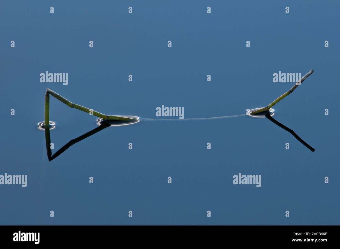 Reed stem reflected in a lake, Rena, Hedmark, Norway Stock Photo - Alamy