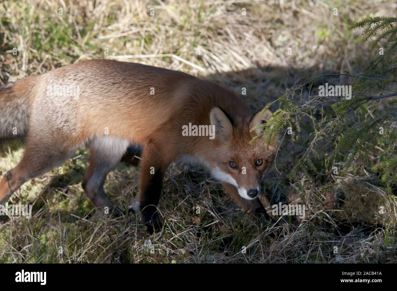 Red fox, Vulpes vulpes (English: Red fox), Rena, Hedmark, Norway Stock ...