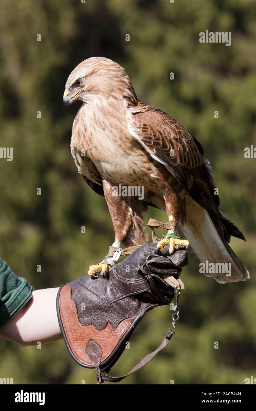 Black headed birds hi-res stock photography and images - Alamy