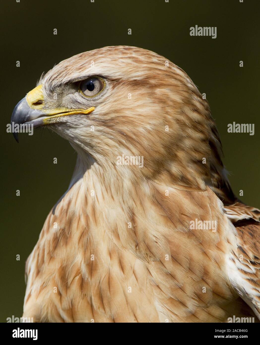 Black headed hawk hi-res stock photography and images - Alamy