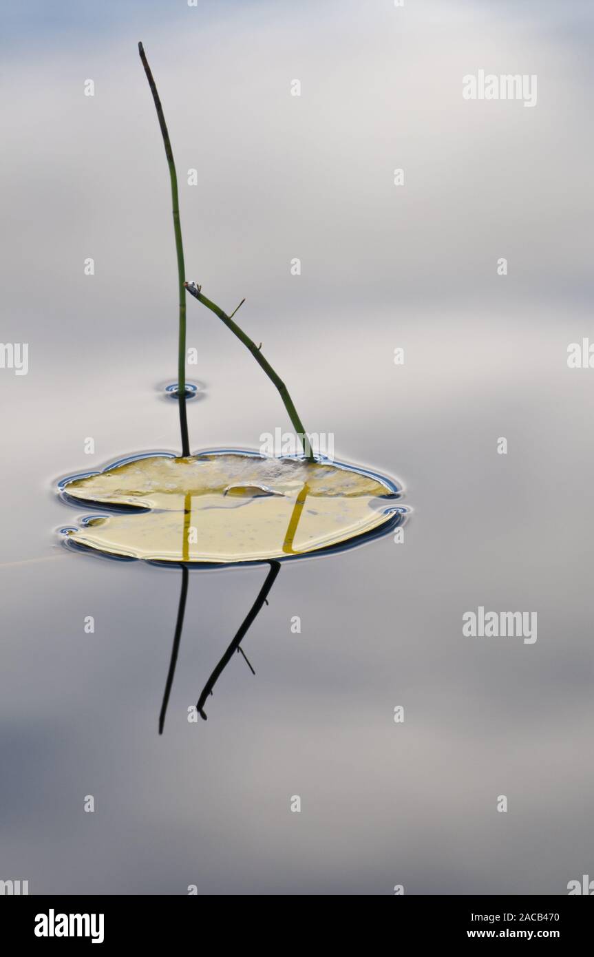 Reed stalks and water lily leaf in a lake, Rena, Hedmark, Norway Stock ...