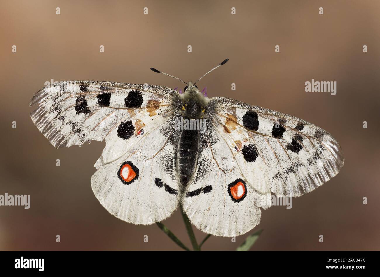 Alpine butterflies hi-res stock photography and images - Alamy