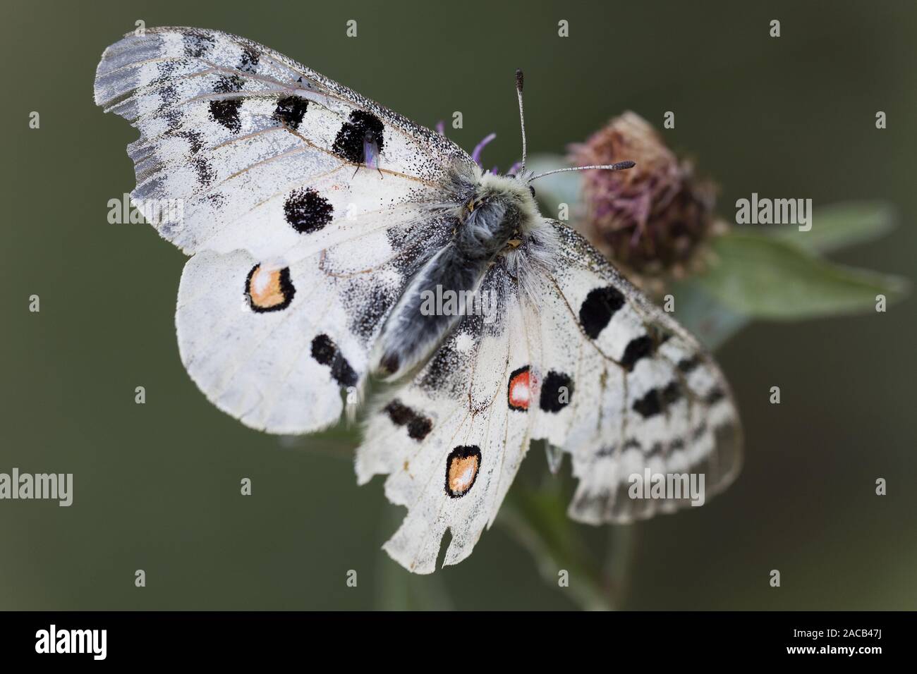 Alpine Apollo butterfly Stock Photo - Alamy