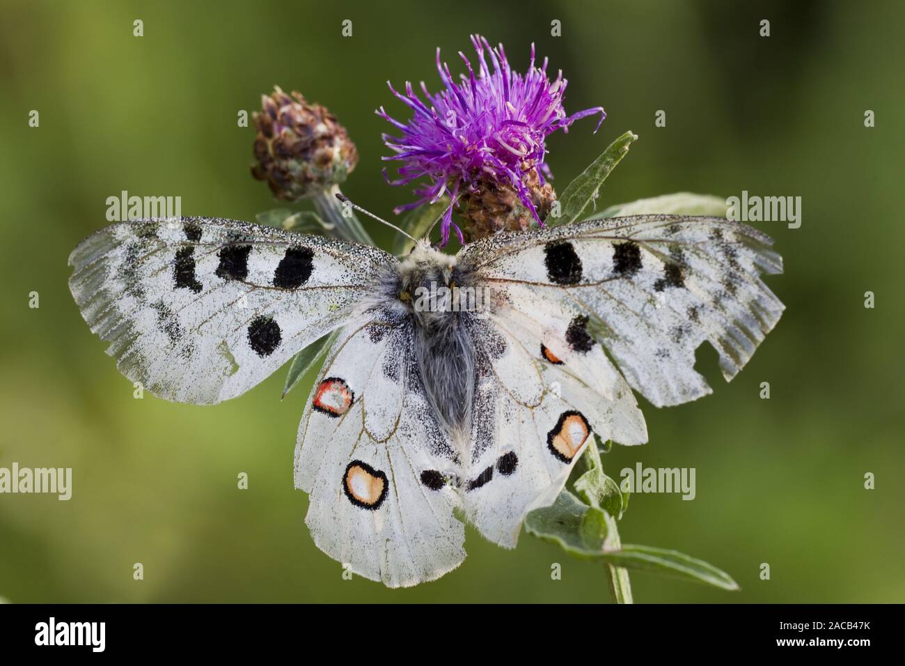Alpine Apollo butterfly Stock Photo - Alamy
