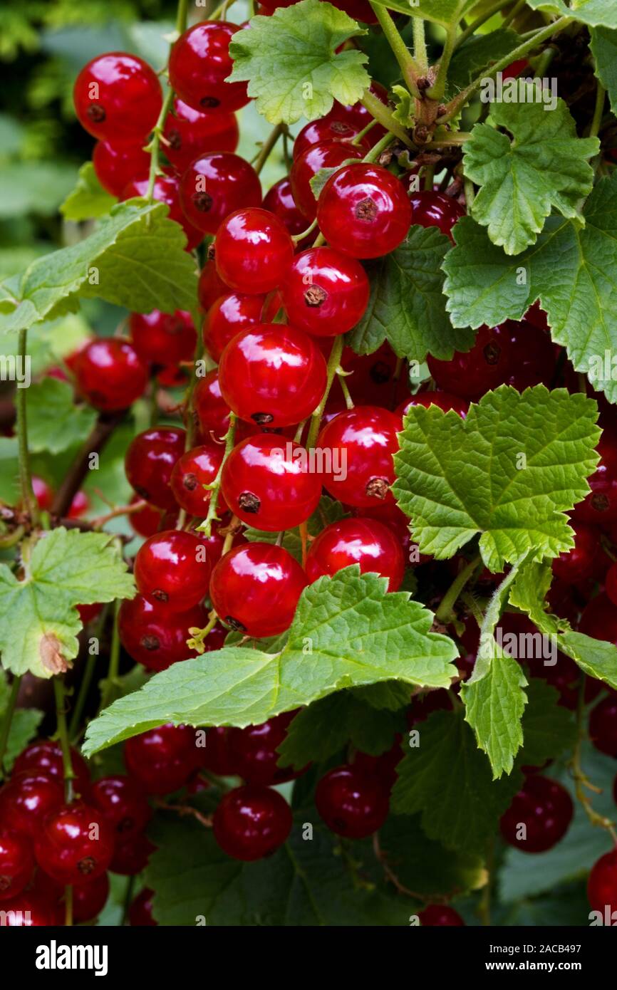 Ribiselstrauch hi-res stock photography and images - Alamy