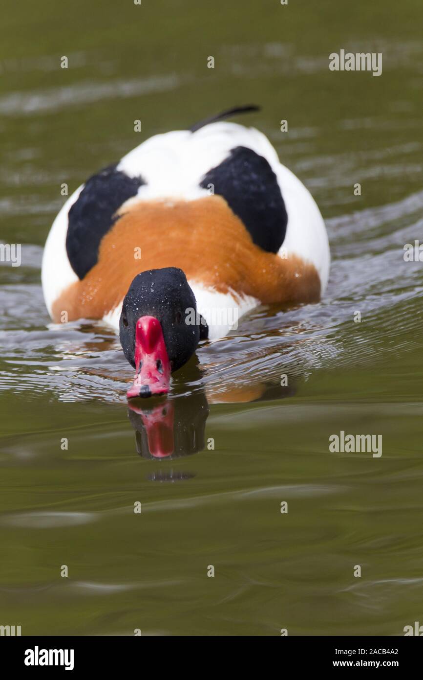 Kasaska hi-res stock photography and images - Alamy