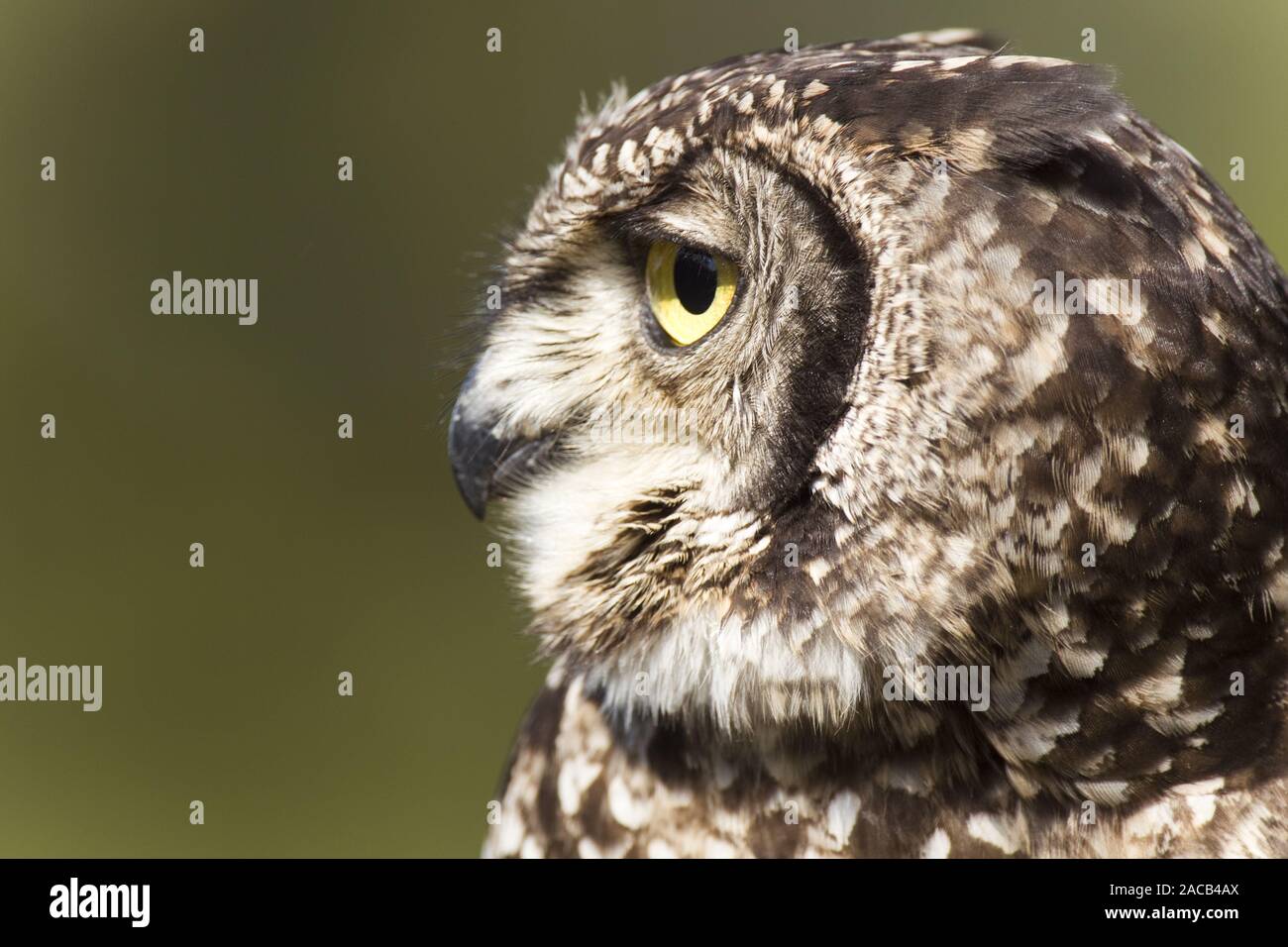 African spotted eagle owls hi-res stock photography and images - Alamy