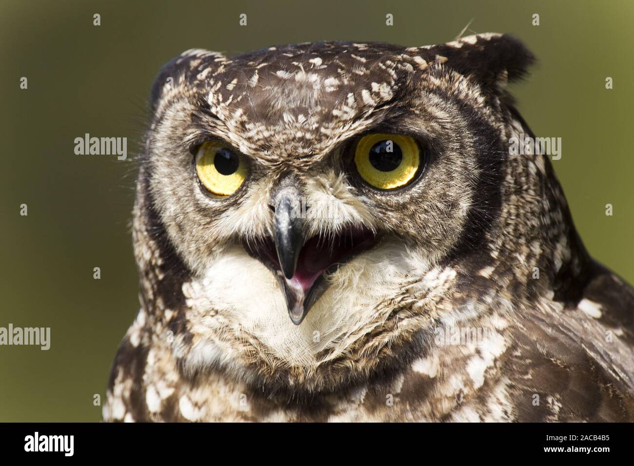 African spotted eagle owls hi-res stock photography and images - Alamy