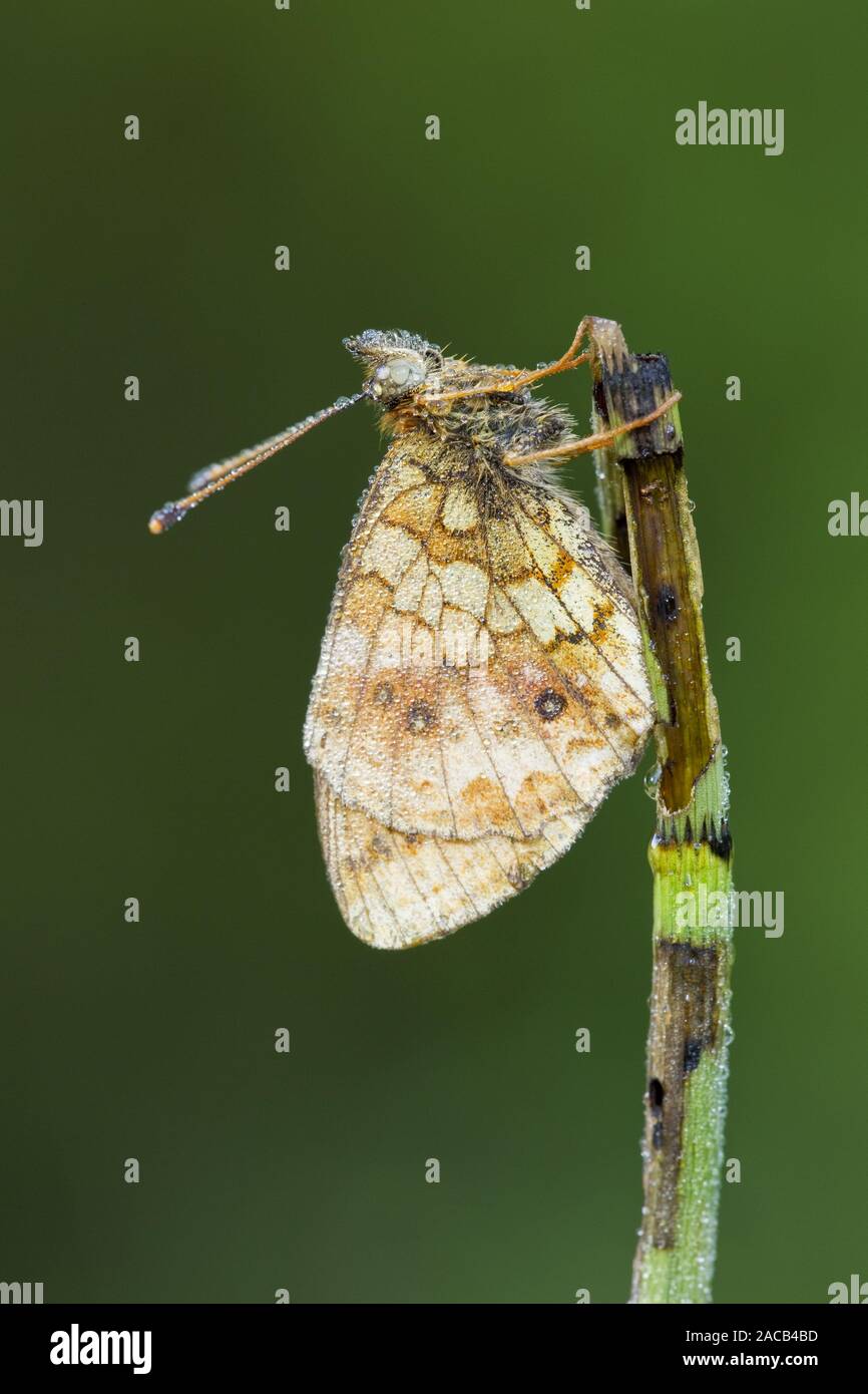 Greasy insect hi-res stock photography and images - Alamy