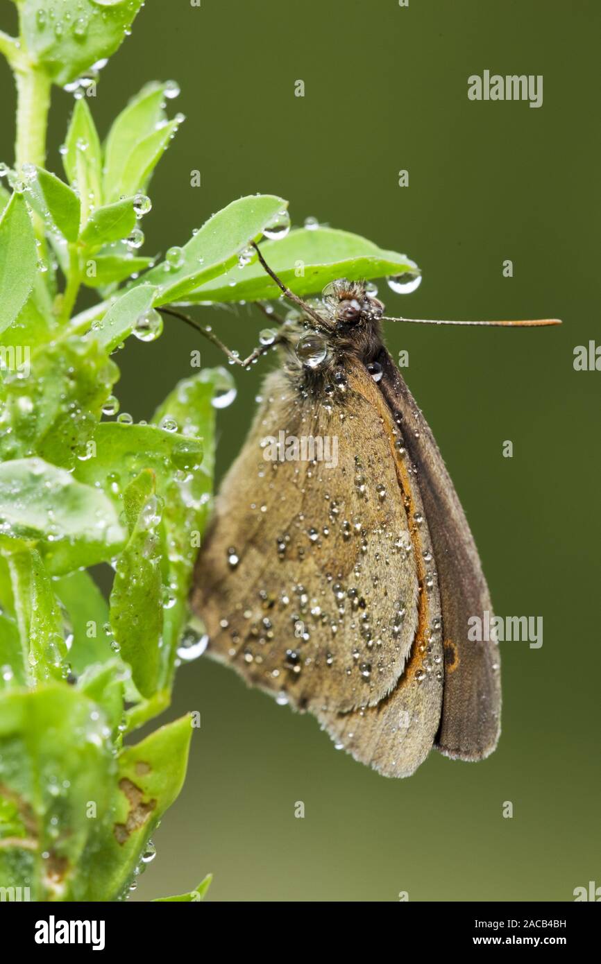Large hay butterfly Stock Photo - Alamy