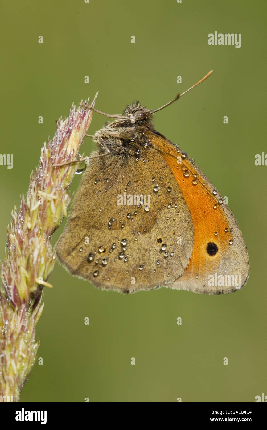 Common hay butterfly hi-res stock photography and images - Alamy